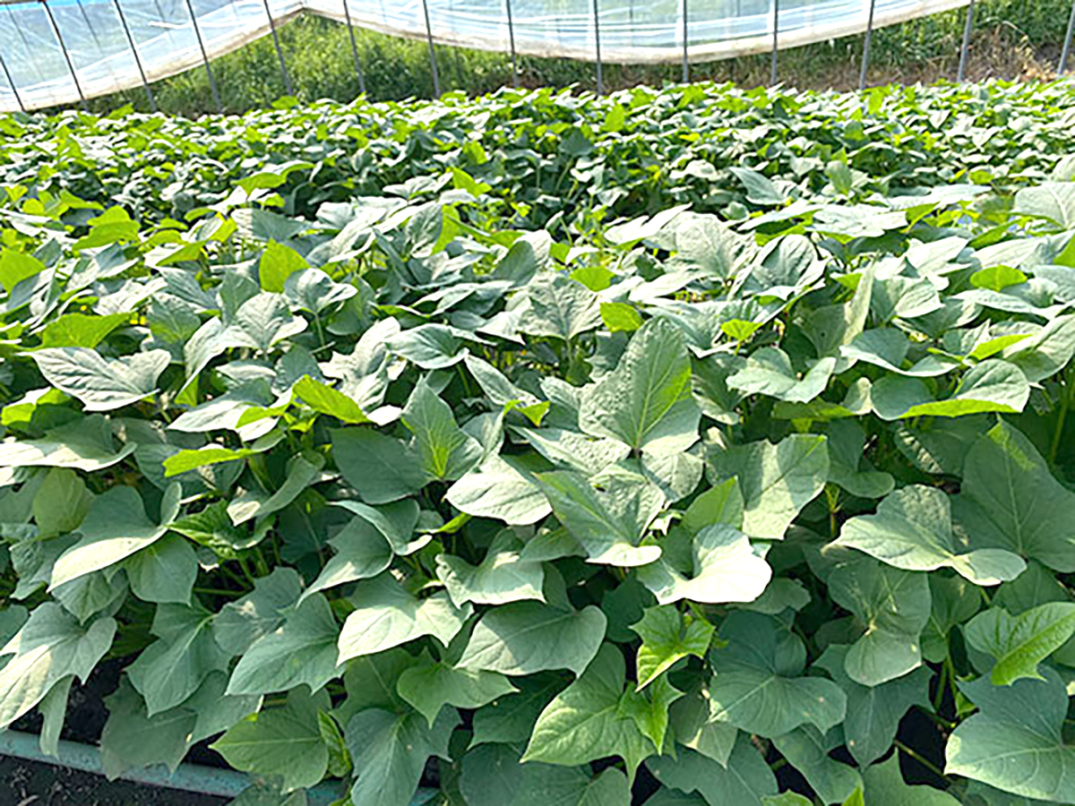 農業法人明るい農村（株） | 明るい農村のゆめ | かめ壺焼酎の蔵 明るい農村