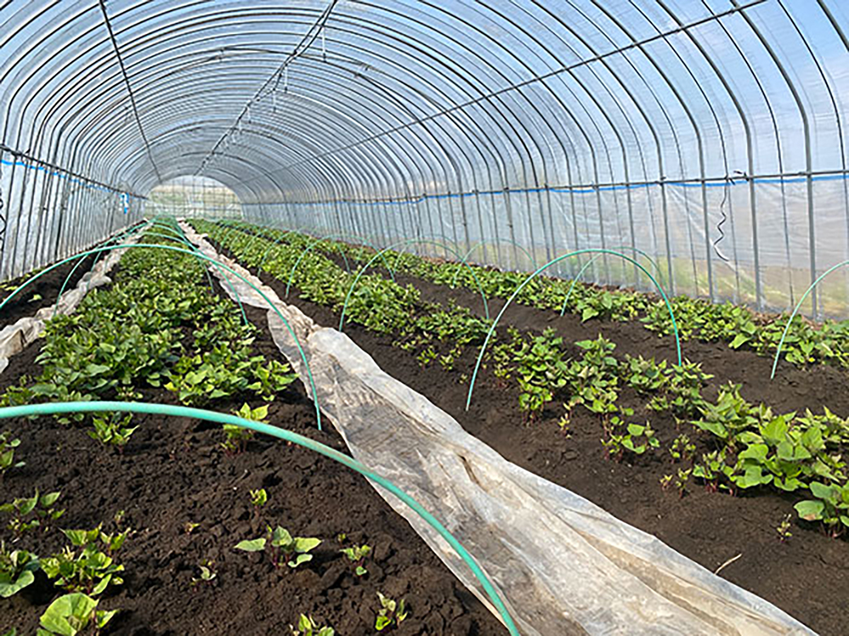 農業法人明るい農村（株） | 明るい農村のゆめ | かめ壺焼酎の蔵 明るい農村