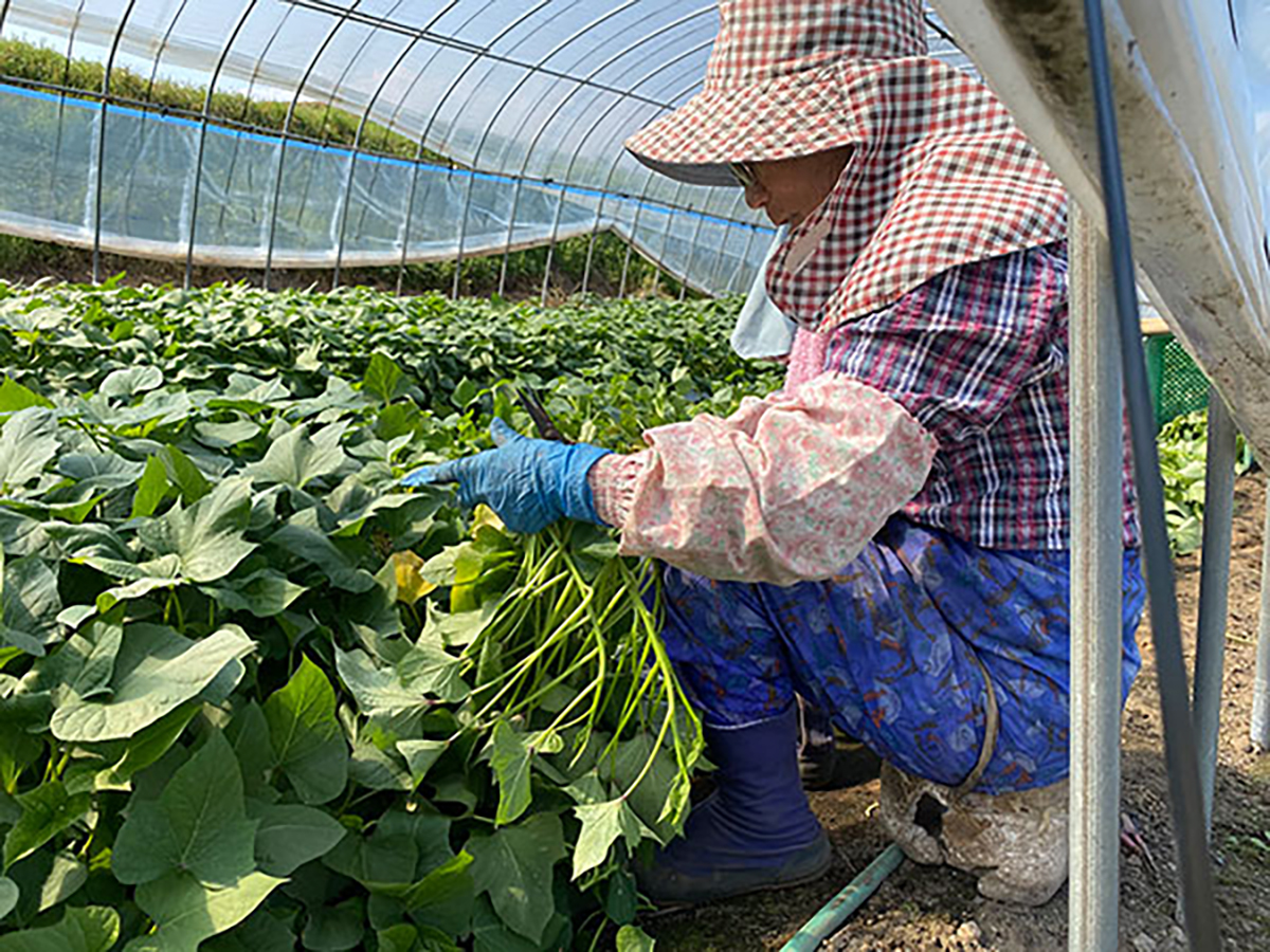 農業法人明るい農村（株） | 明るい農村のゆめ | かめ壺焼酎の蔵 明るい農村