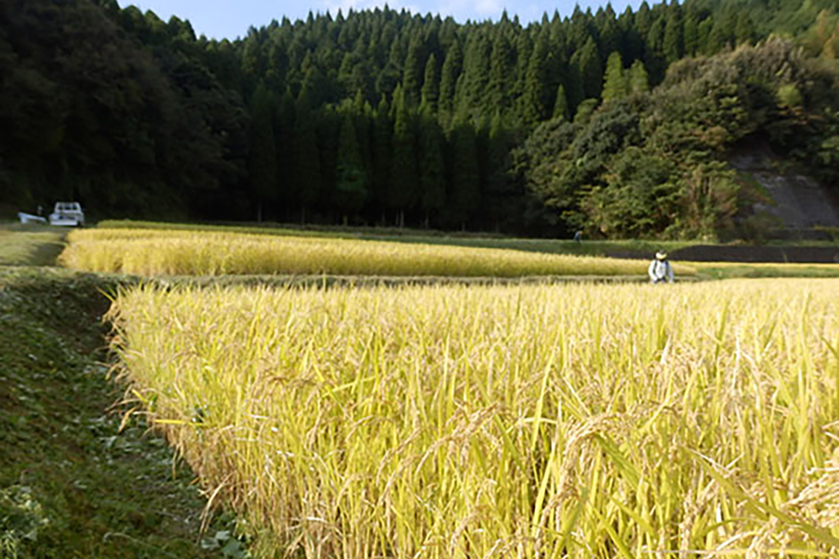 明るい農村の1年 | 明るい農村の蔵見学 | かめ壺焼酎の蔵 明るい農村